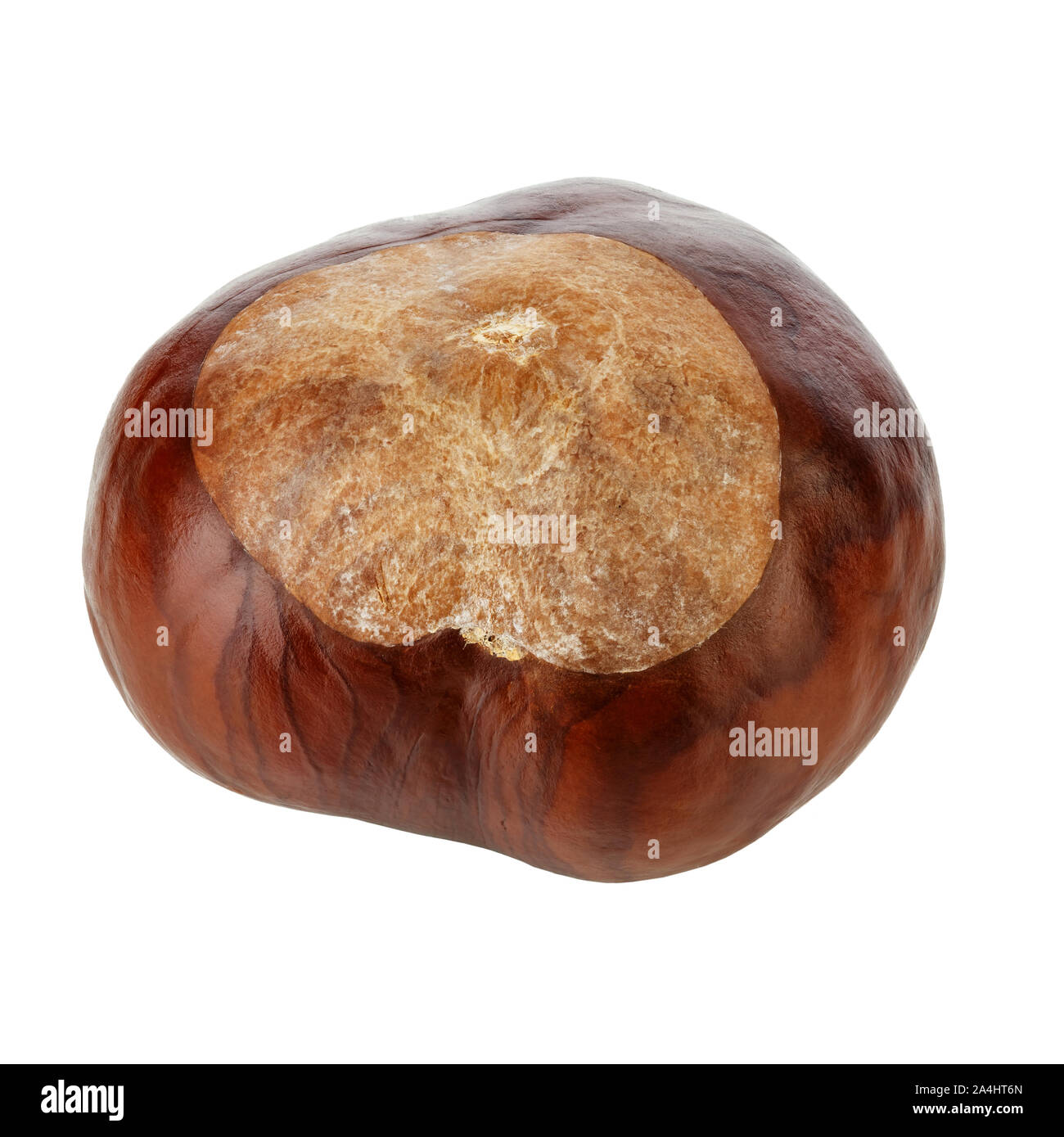 one chestnut isolated on a white background. file contains clipping ...