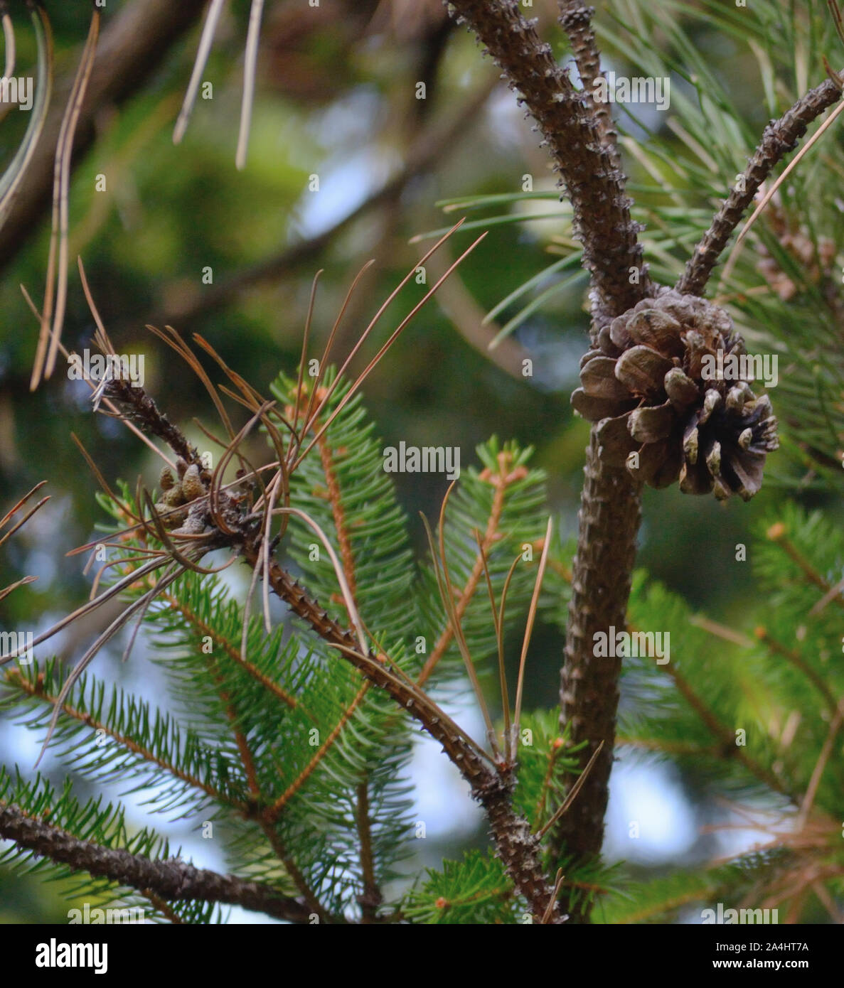 Scots pine branch cones hi-res stock photography and images - Alamy