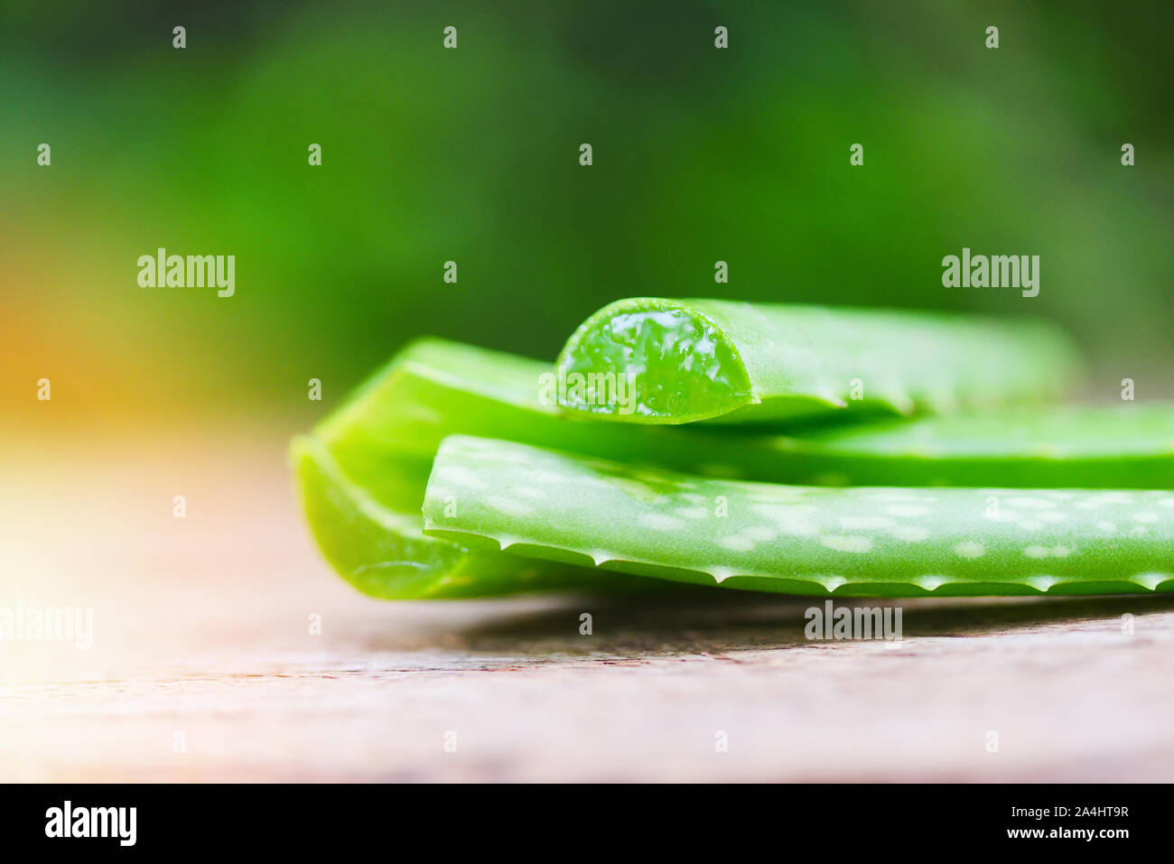 aloe vera plant on nature green background / close up of fresh aloe ...