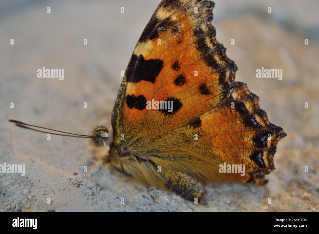 Dead butterfly, Nymphalis xanthomelas, Yellow-legged tortoiseshell ...