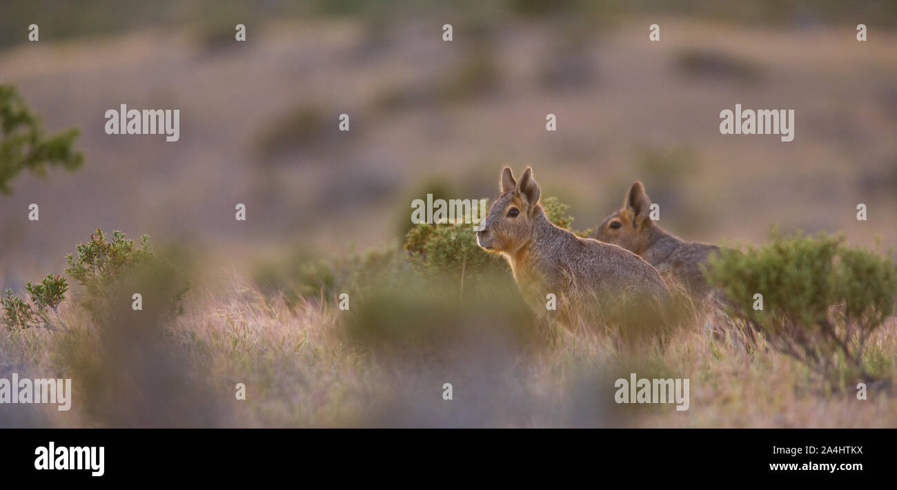 Mara patagonica o Liebre patagonica (Dolichotis patagonum), Patagonia ...