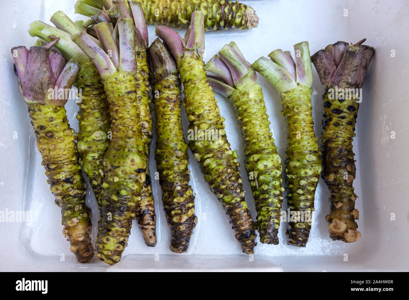 Japanese root plant hi-res stock photography and images - Alamy