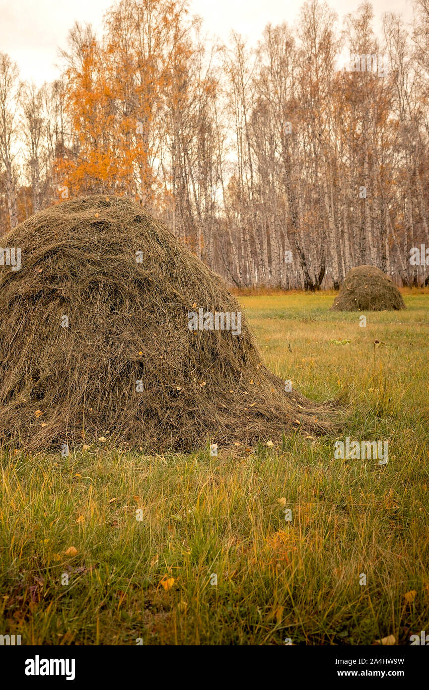 Haystack on a background autumn forest. Food wild animals in winters ...