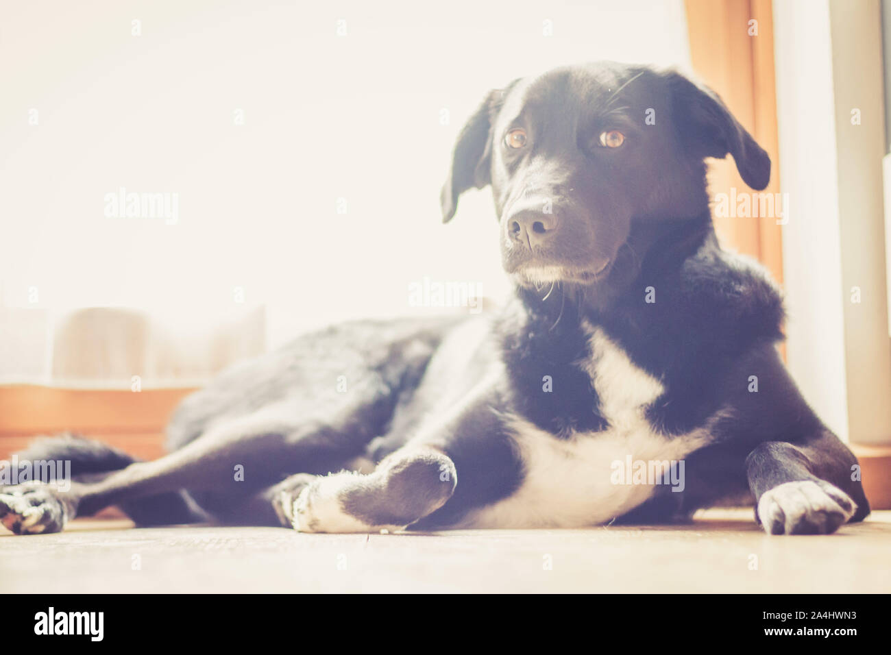 Adorable dog peacefully lying hi-res stock photography and images - Alamy
