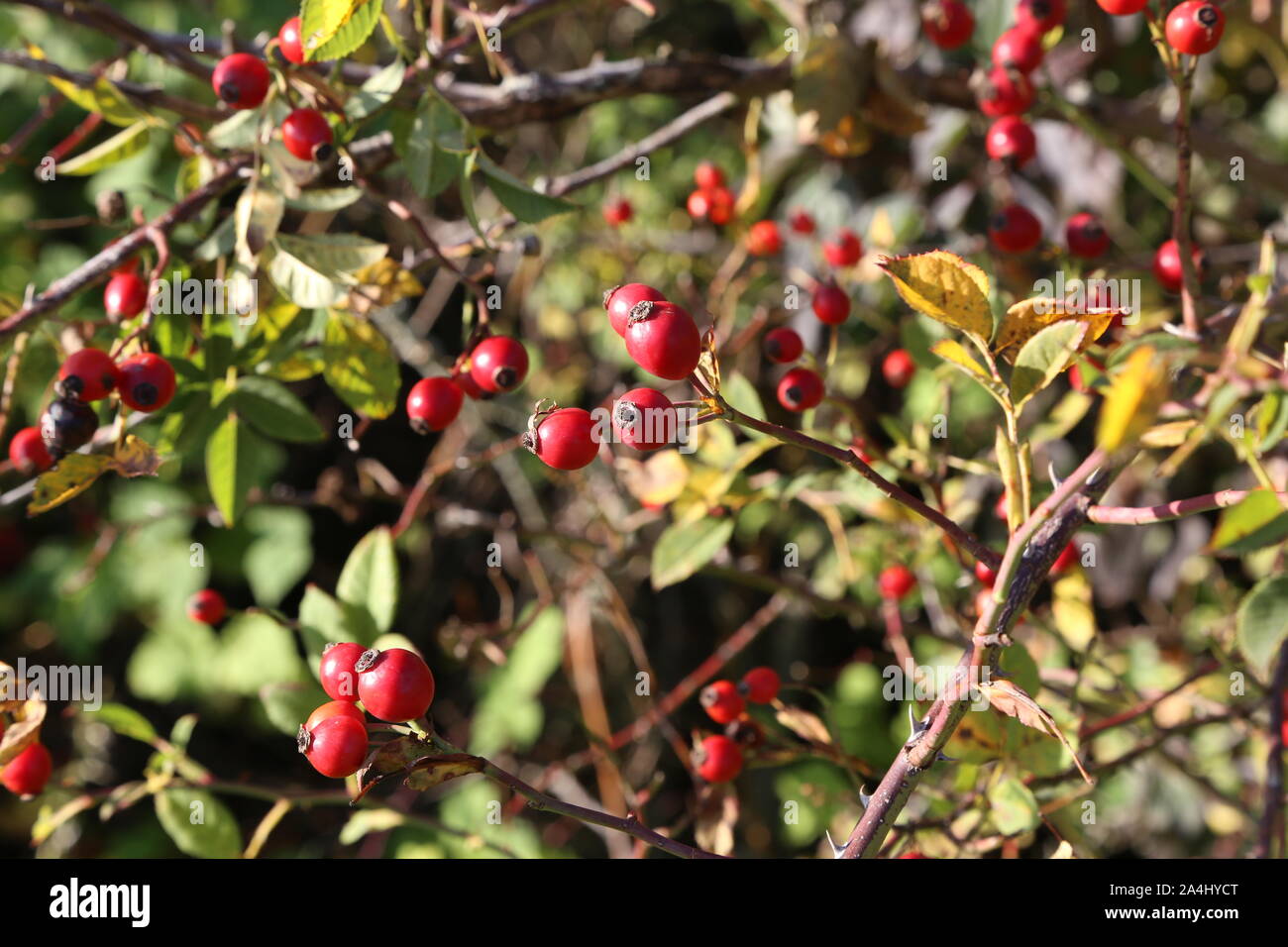 Briar, wild rose hip shrub in nature Stock Photo - Alamy