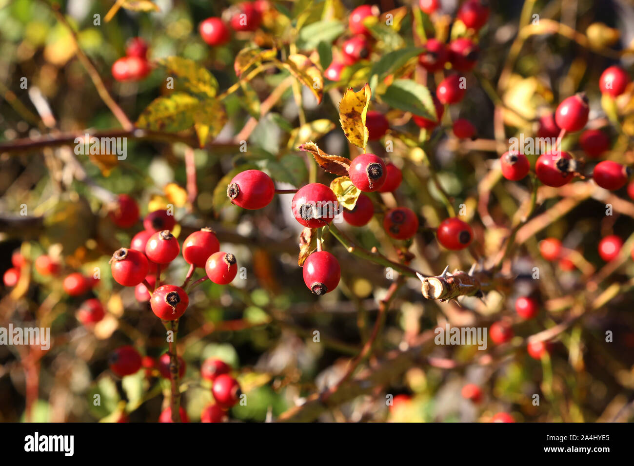 Briar, wild rose hip shrub in nature Stock Photo - Alamy