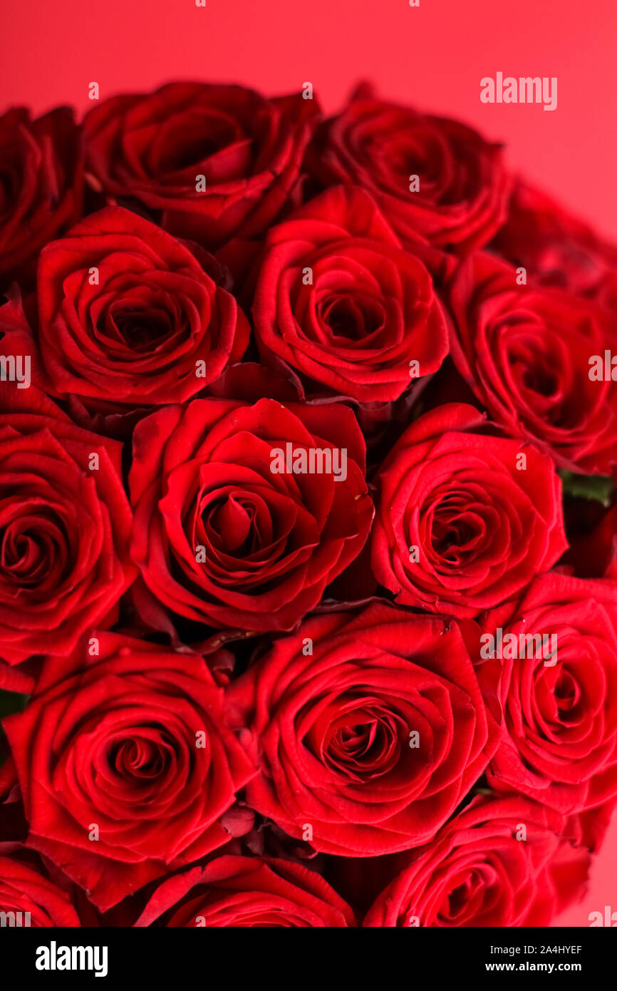 Blooming rose, flower blossom and Valentines Day gift concept ...