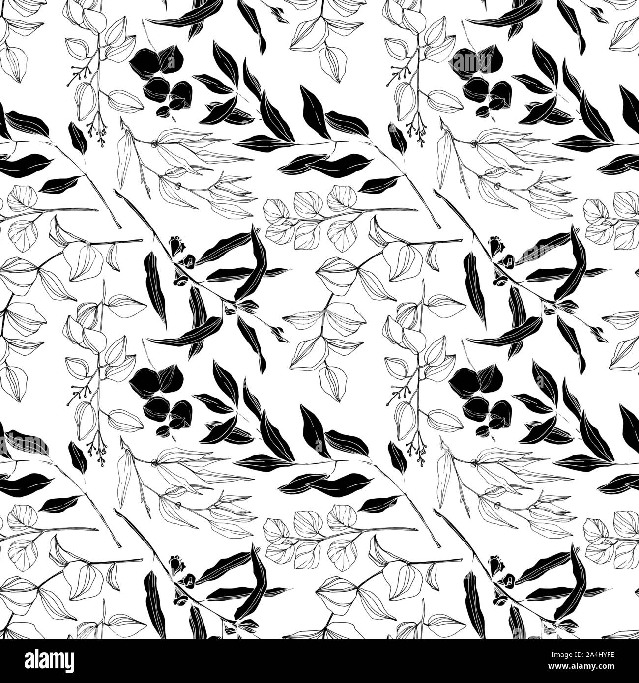 Vector Eucalyptus tree leaves jungle botanical. Black and white ...