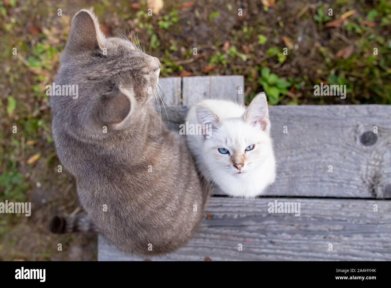 Stern look hi-res stock photography and images - Alamy