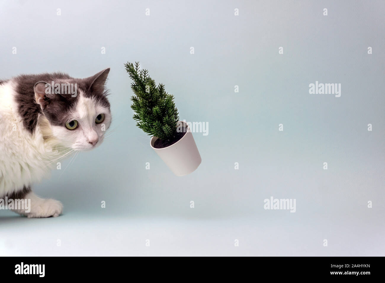 Cat and Christmas tree (spruce tree) on a blue background. Pets and ...