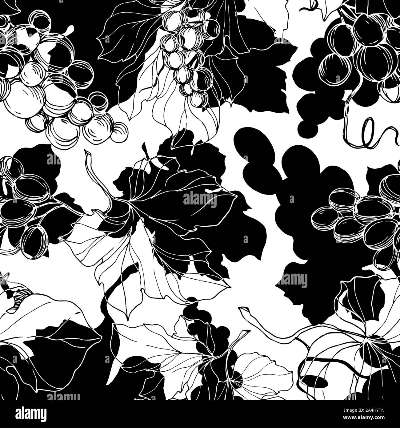 Vector Grape berry healthy food. Black and white engraved ink art ...