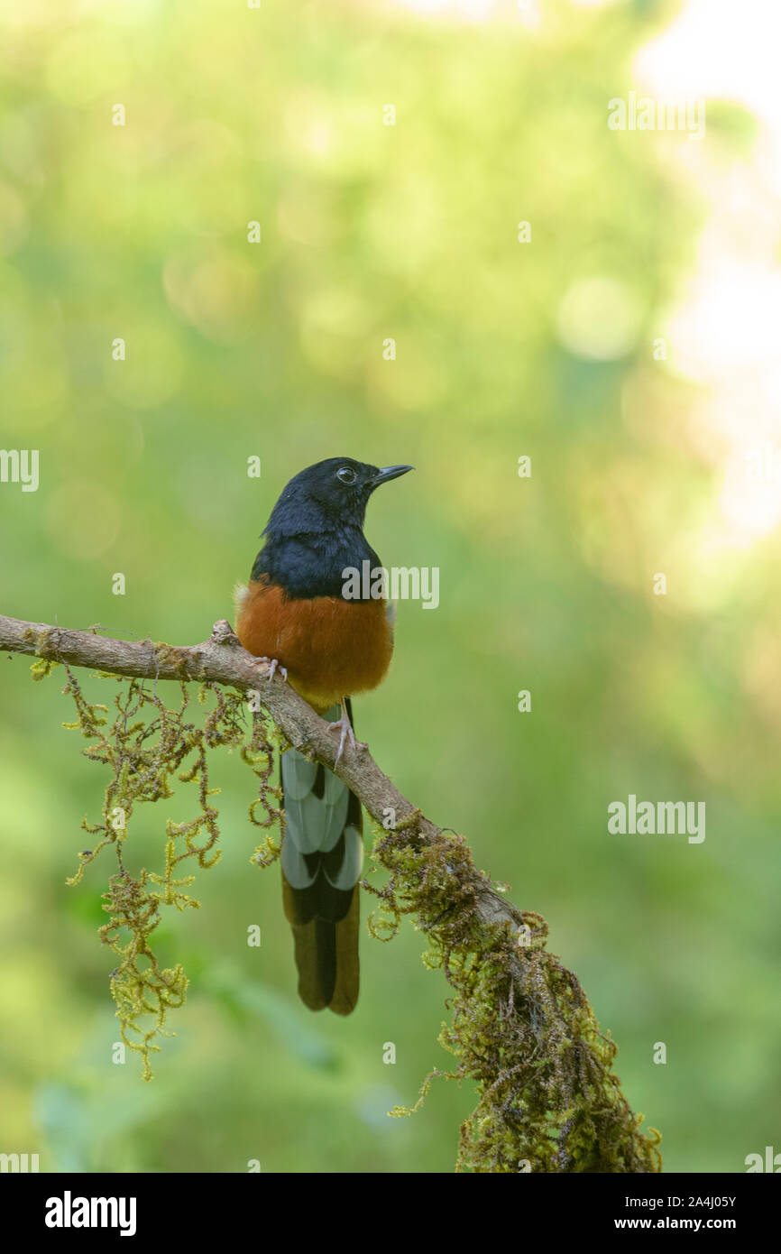 Indian Shama seen at Ganeshgudi,Karnataka,India Stock Photo - Alamy