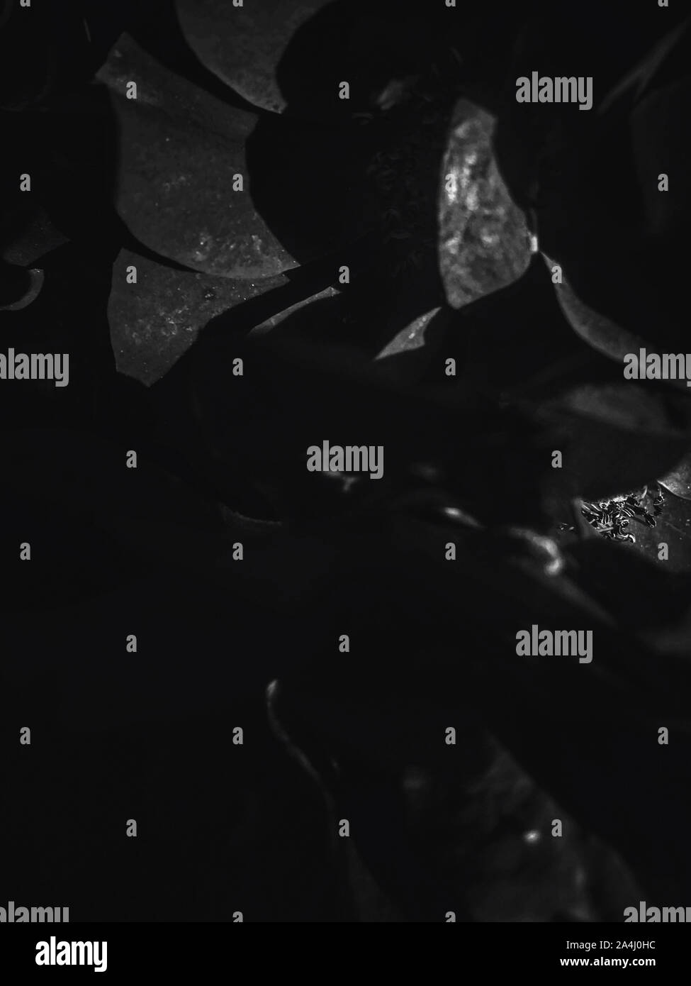 Flowers in bloom, beautiful nature and romantic design concept - Black ...