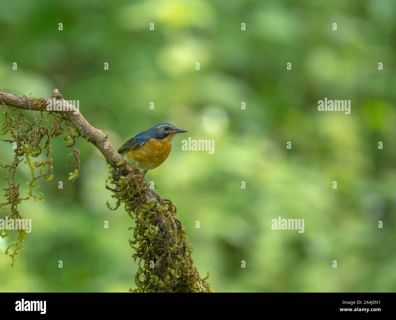 Indian Blue Robin seen at Ganeshgudi,Karnataka,India Stock Photo - Alamy