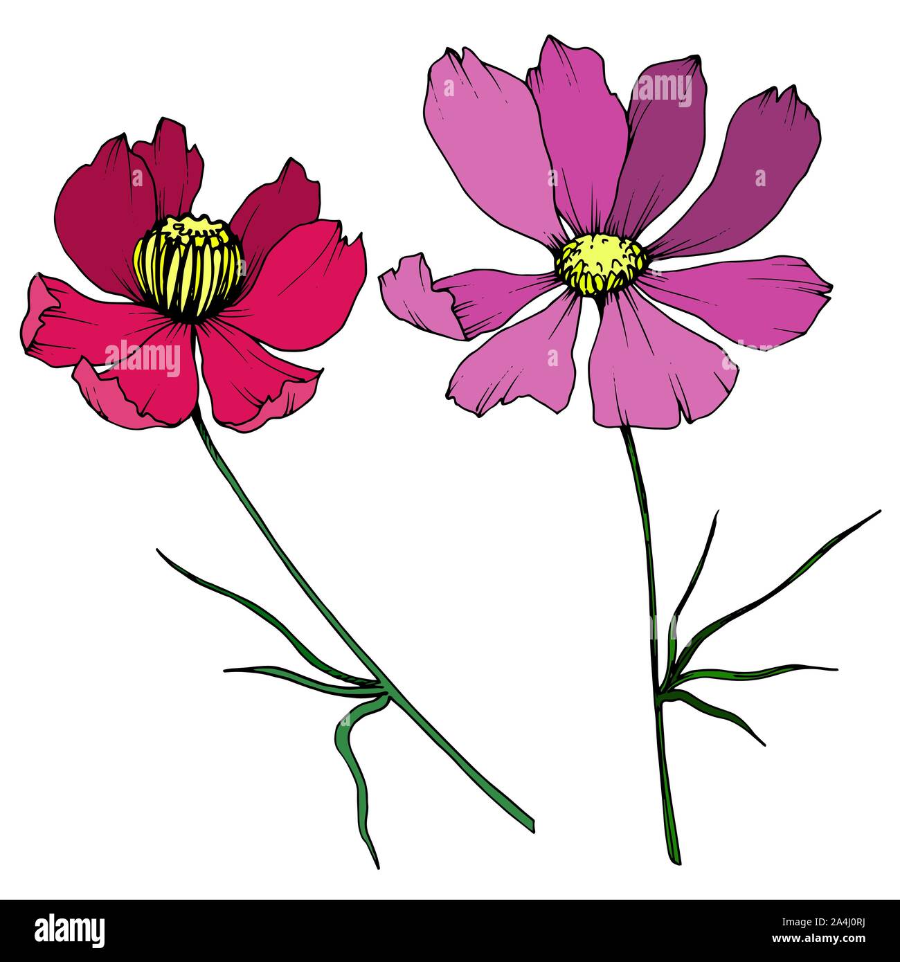 Vector Cosmos floral botanical flowers. Black and white engraved ink ...