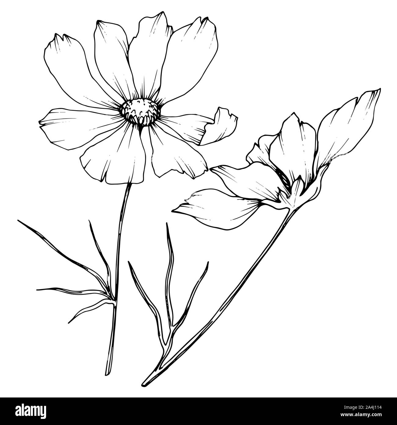 Vector Cosmos floral botanical flowers. Black and white engraved ink ...