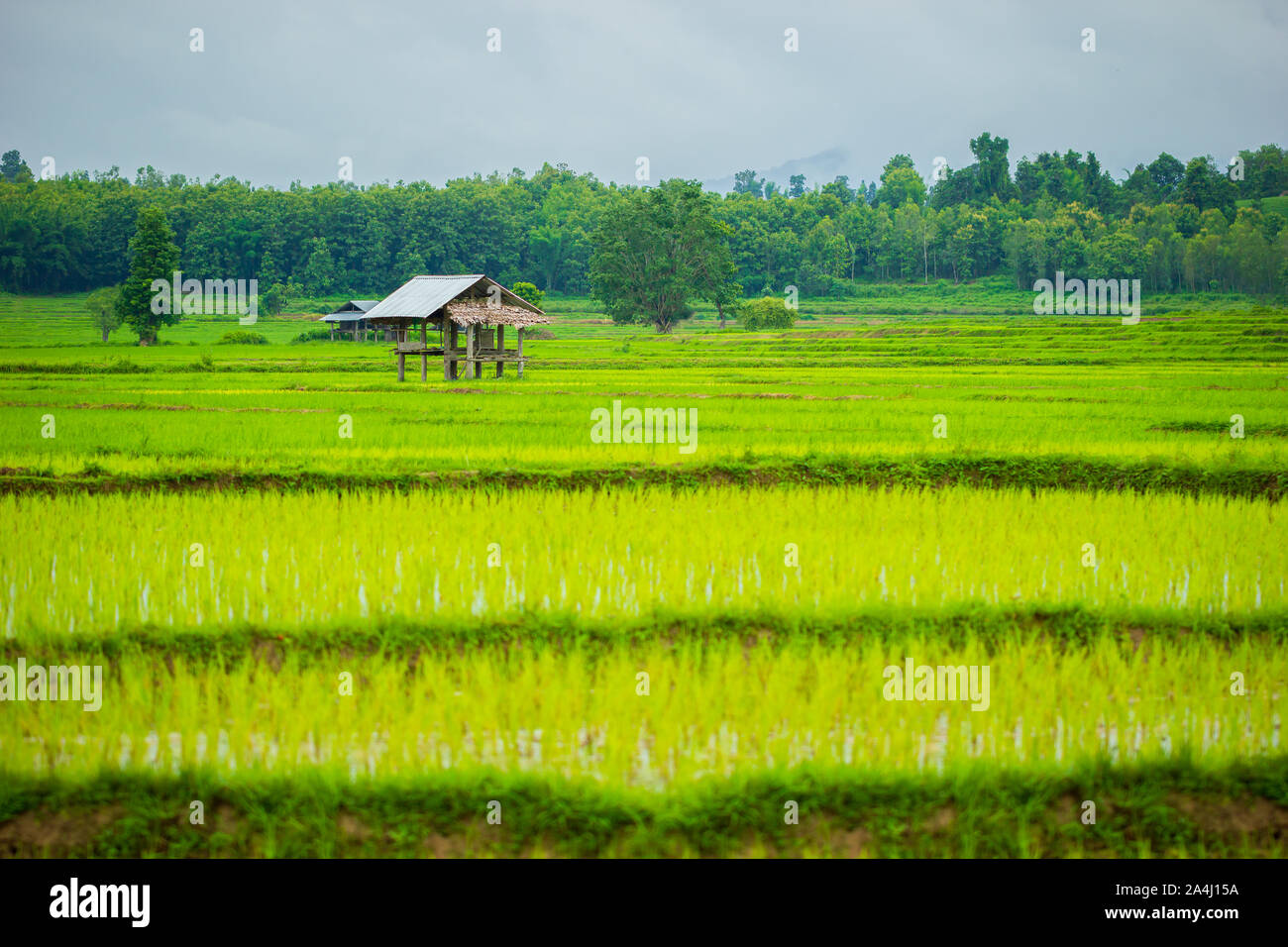 Cottage in the rice fields. Grey overcast sky in the rainy season. Copy ...