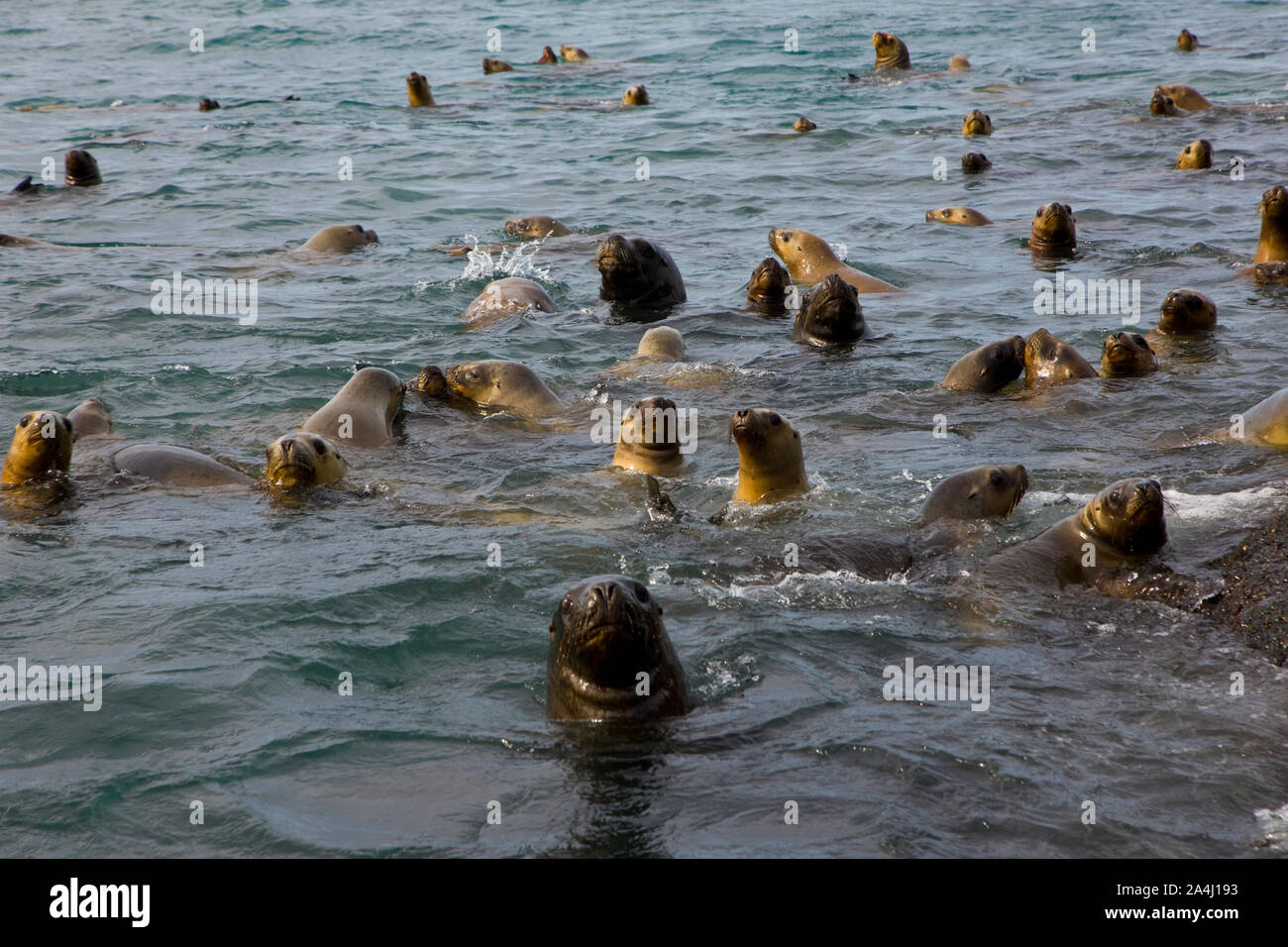 Lobo marino de dos pelos u Oso marino sudamericano (Arctocephalus ...