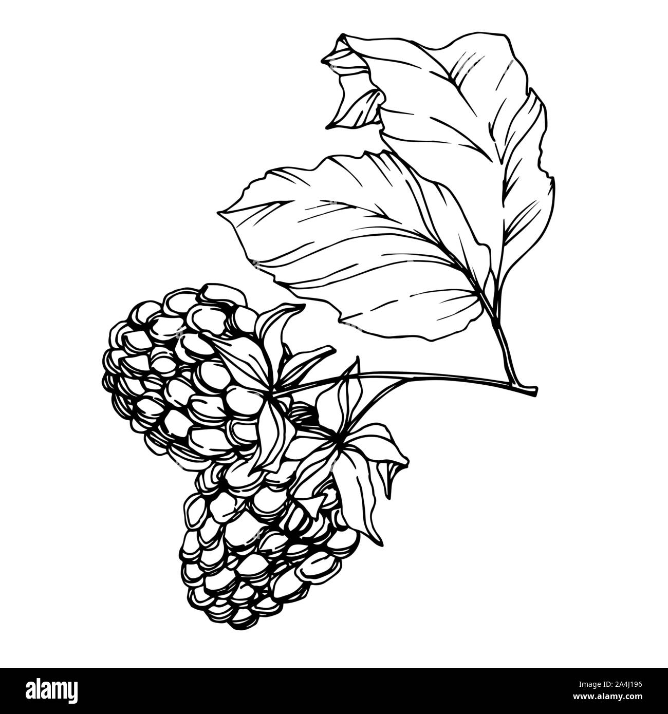 Vector Blackberry healthy food. Black and white engraved ink art ...