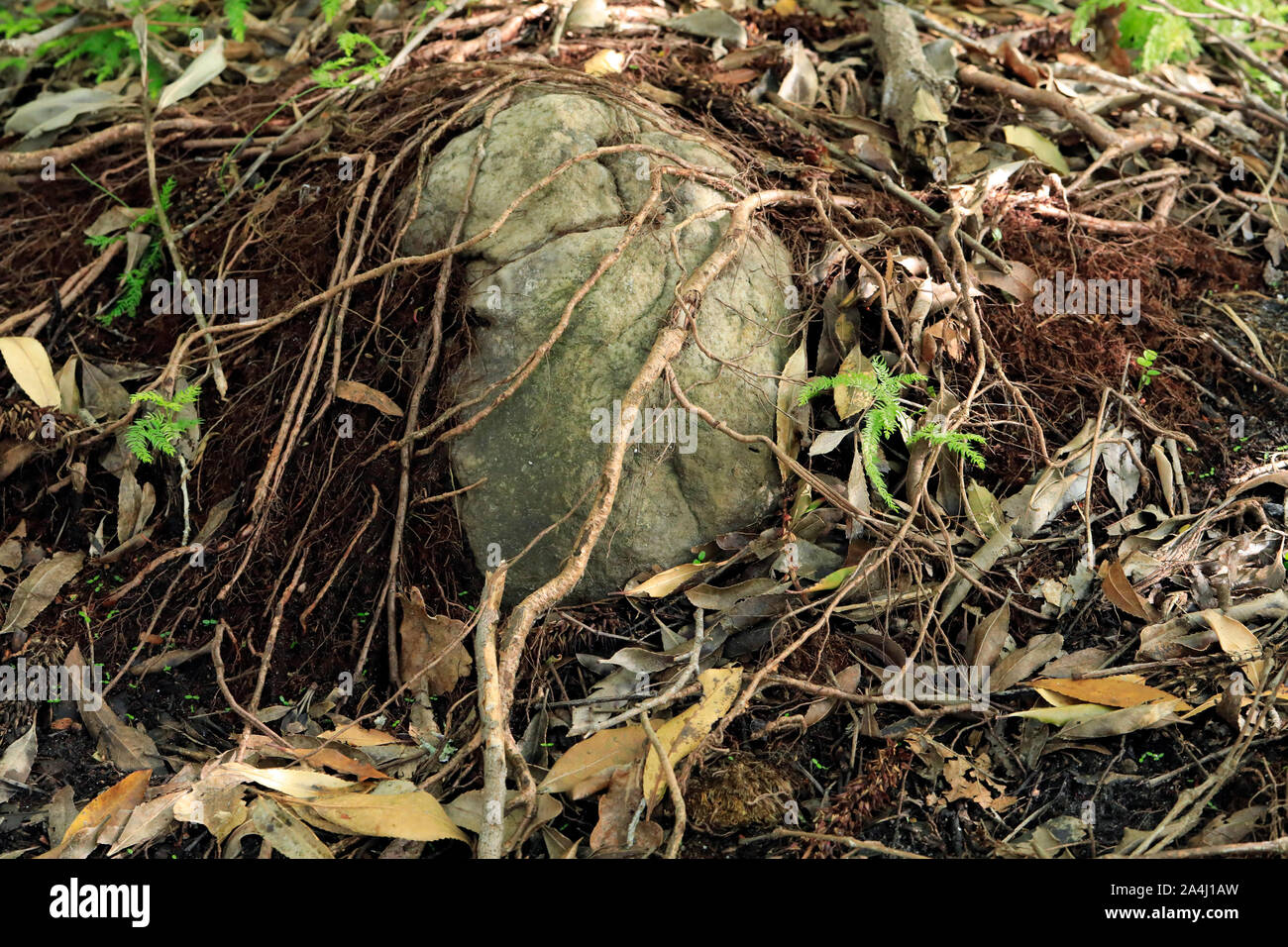 Roots growing into rock hi-res stock photography and images - Alamy