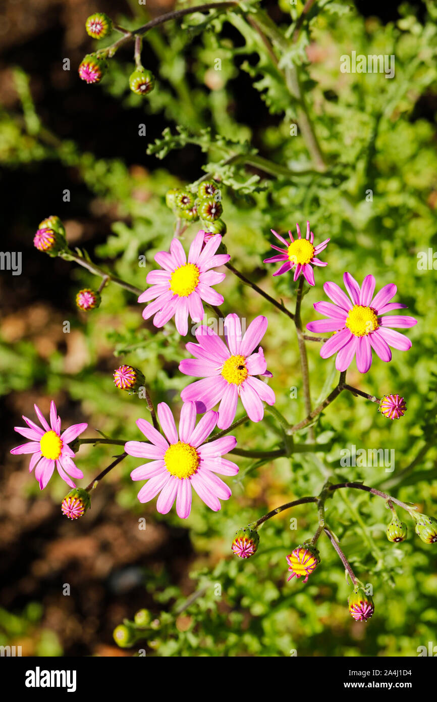 Purple ragwort senecio elegans hi-res stock photography and images - Alamy
