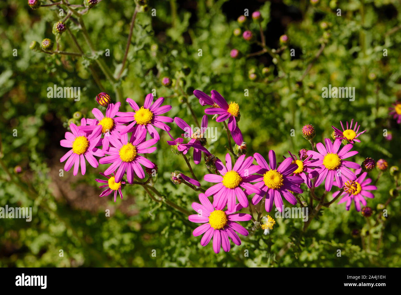 Wild cineraria (Senecio elegans) in Kirstenbosch Botanical Gardens ...
