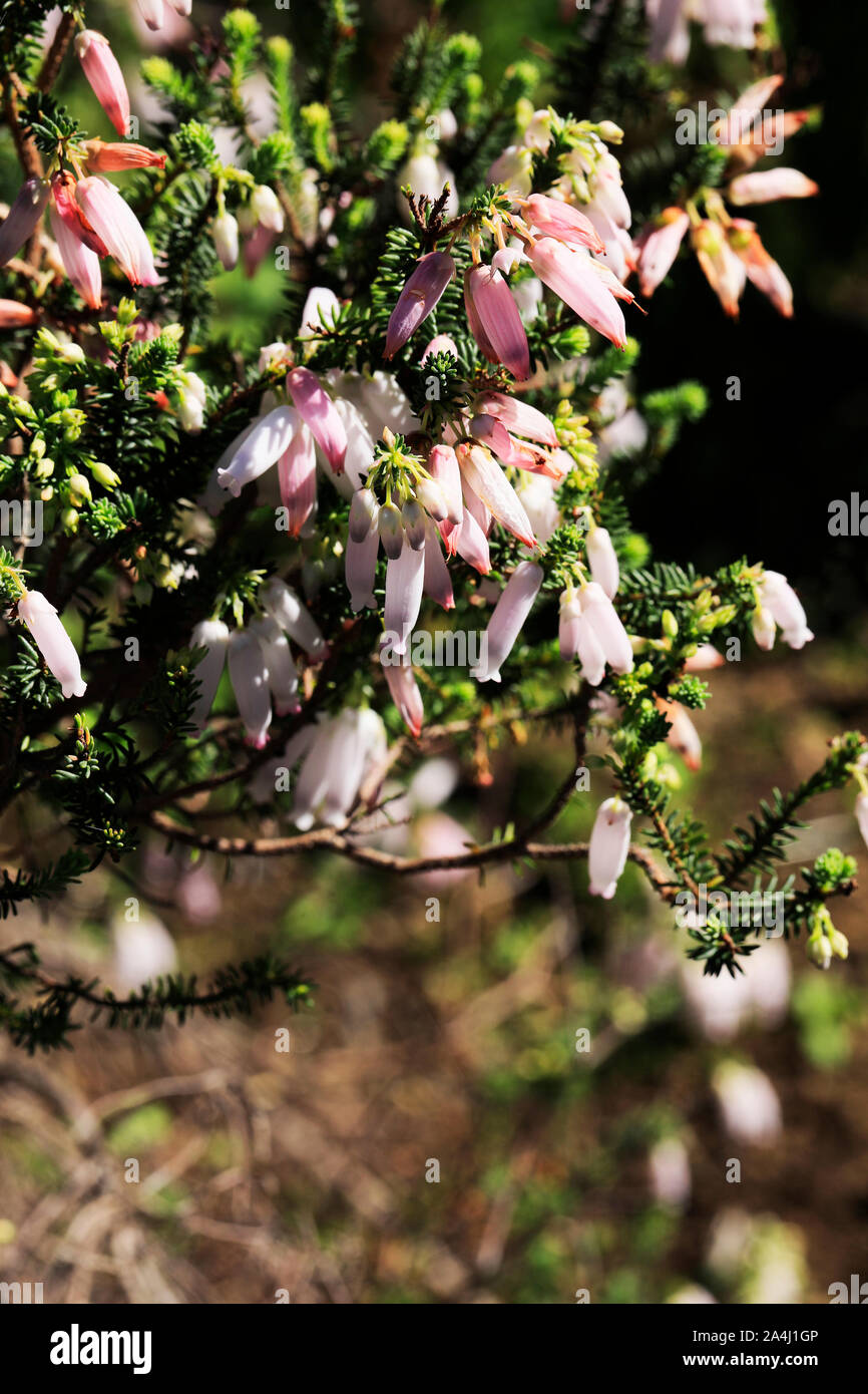 Erica fynbos hi-res stock photography and images - Alamy