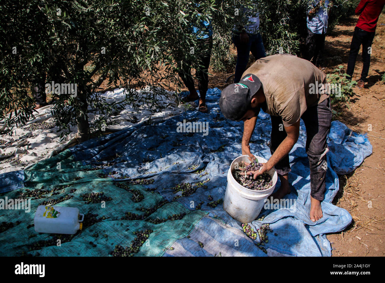 October 14, 2019: Gaza, Palestine. 14 October 2019. Palestinian farmers ...