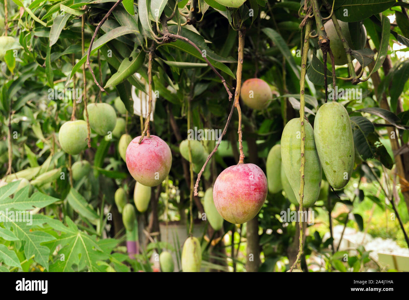 Different types of mango rows in the garden. Hanging mangoes are ...