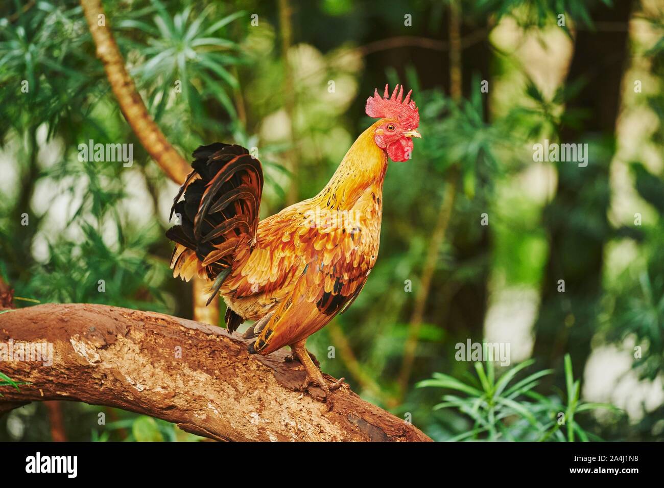 Chicken (Gallus gallus domesticus) rooster, Hawaiian Island Oahu, O?ahu ...