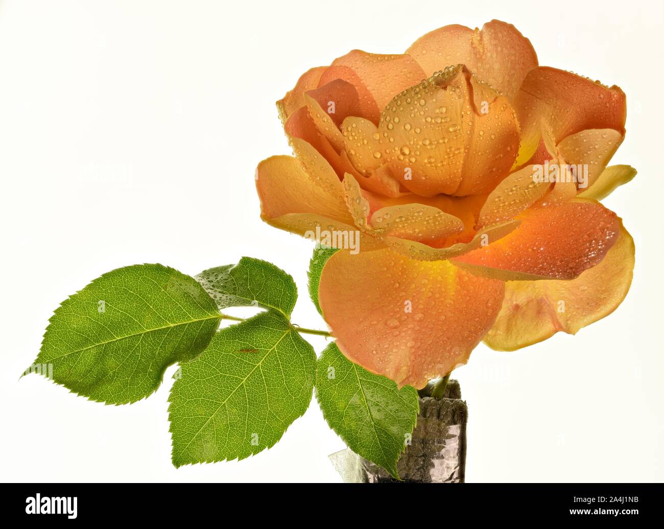 White rose dew hi-res stock photography and images - Alamy