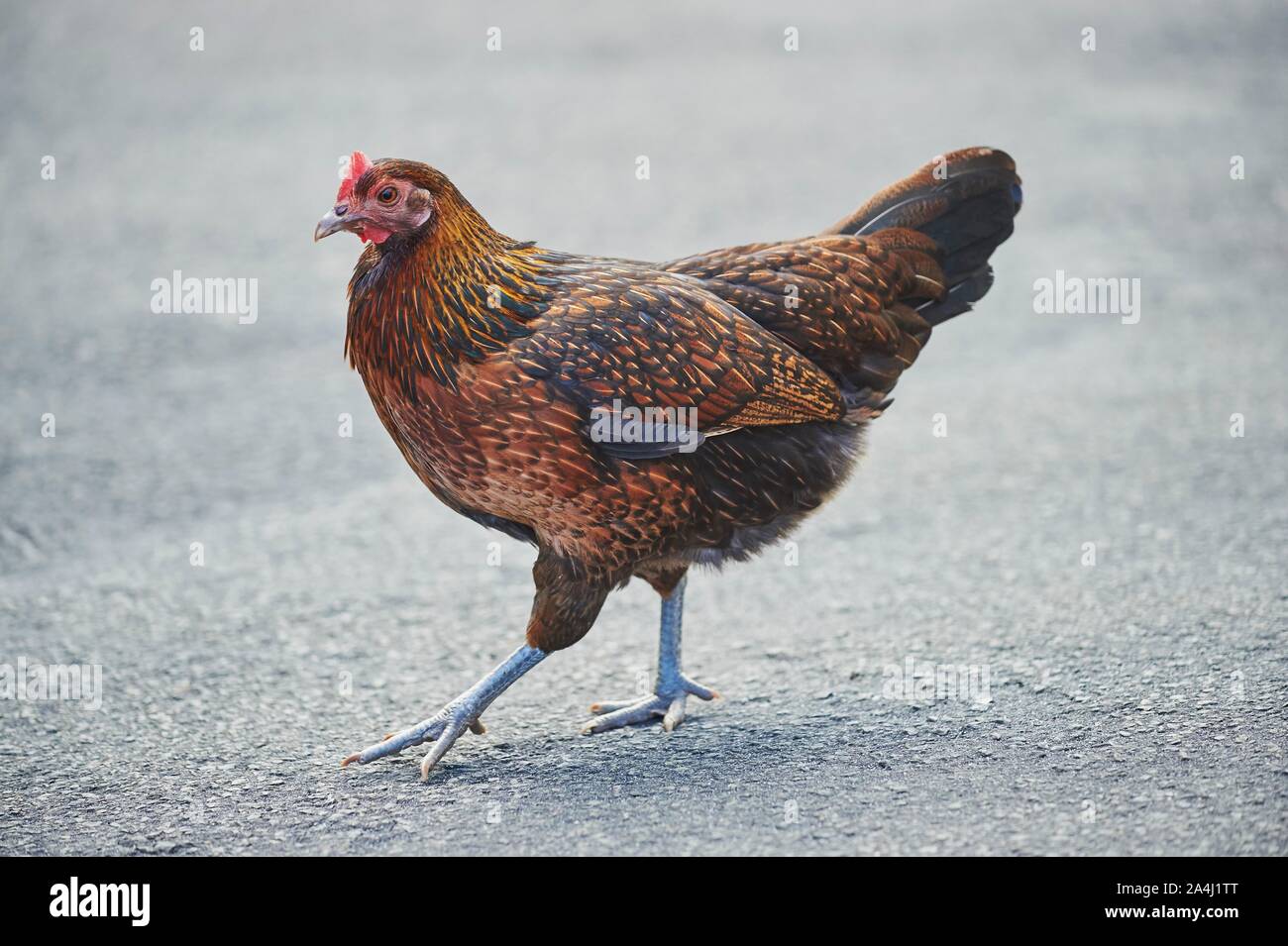 Chicken (Gallus gallus domesticus) hen, Hawaiian Island Oahu, O?ahu ...
