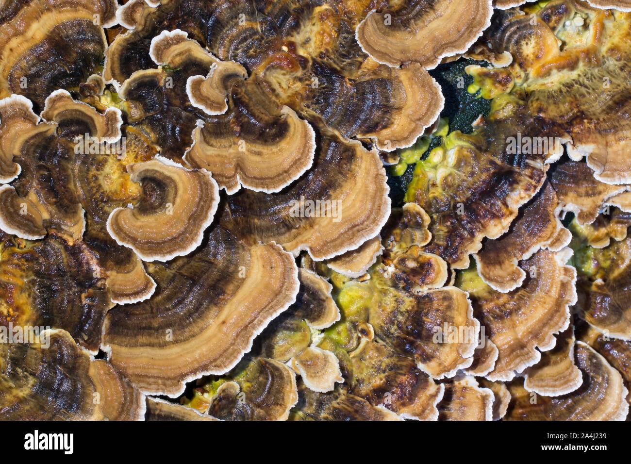 Unji mushroom (Trametes versicolor), Hesse, Germany Stock Photo - Alamy