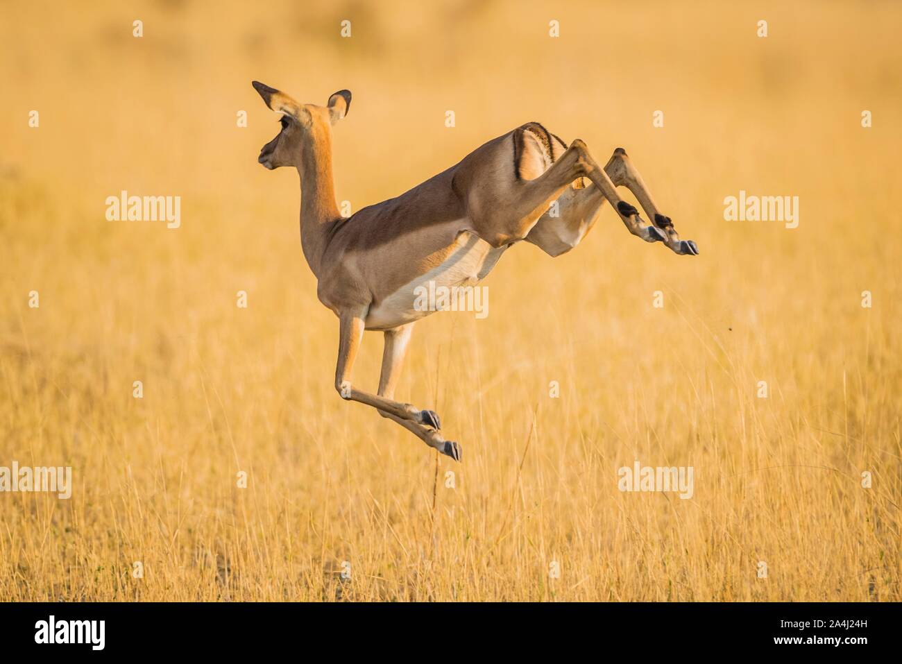 Jumping impala hi-res stock photography and images - Alamy