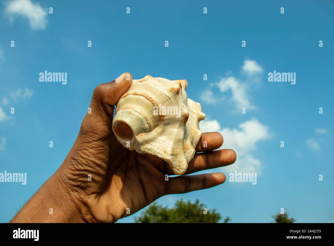Conch, sea shell, (Shankha), in hand,on blue sky, background.A Shankha ...