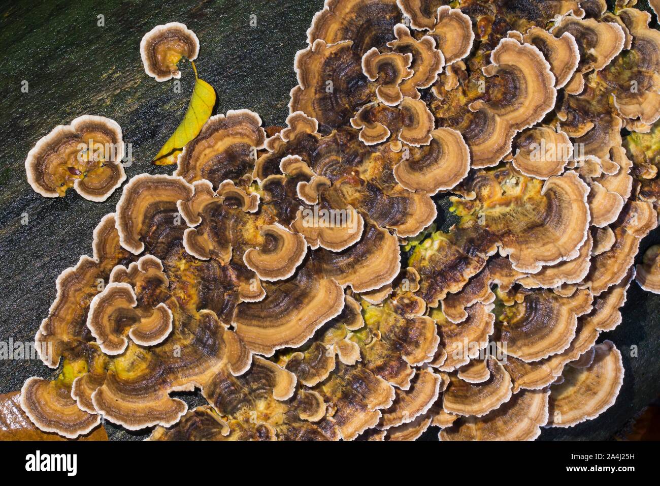 Unji mushroom (Trametes versicolor), Hesse, Germany Stock Photo - Alamy