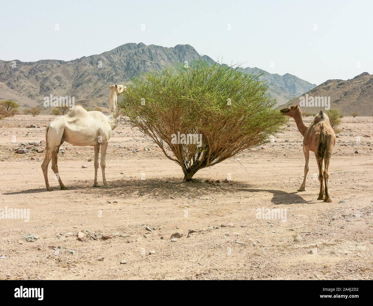 Saudi Arabia Desert Camel High Resolution Stock Photography and Images ...