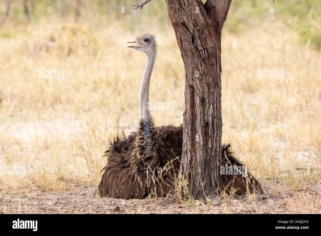 Female long shadow hi-res stock photography and images - Alamy