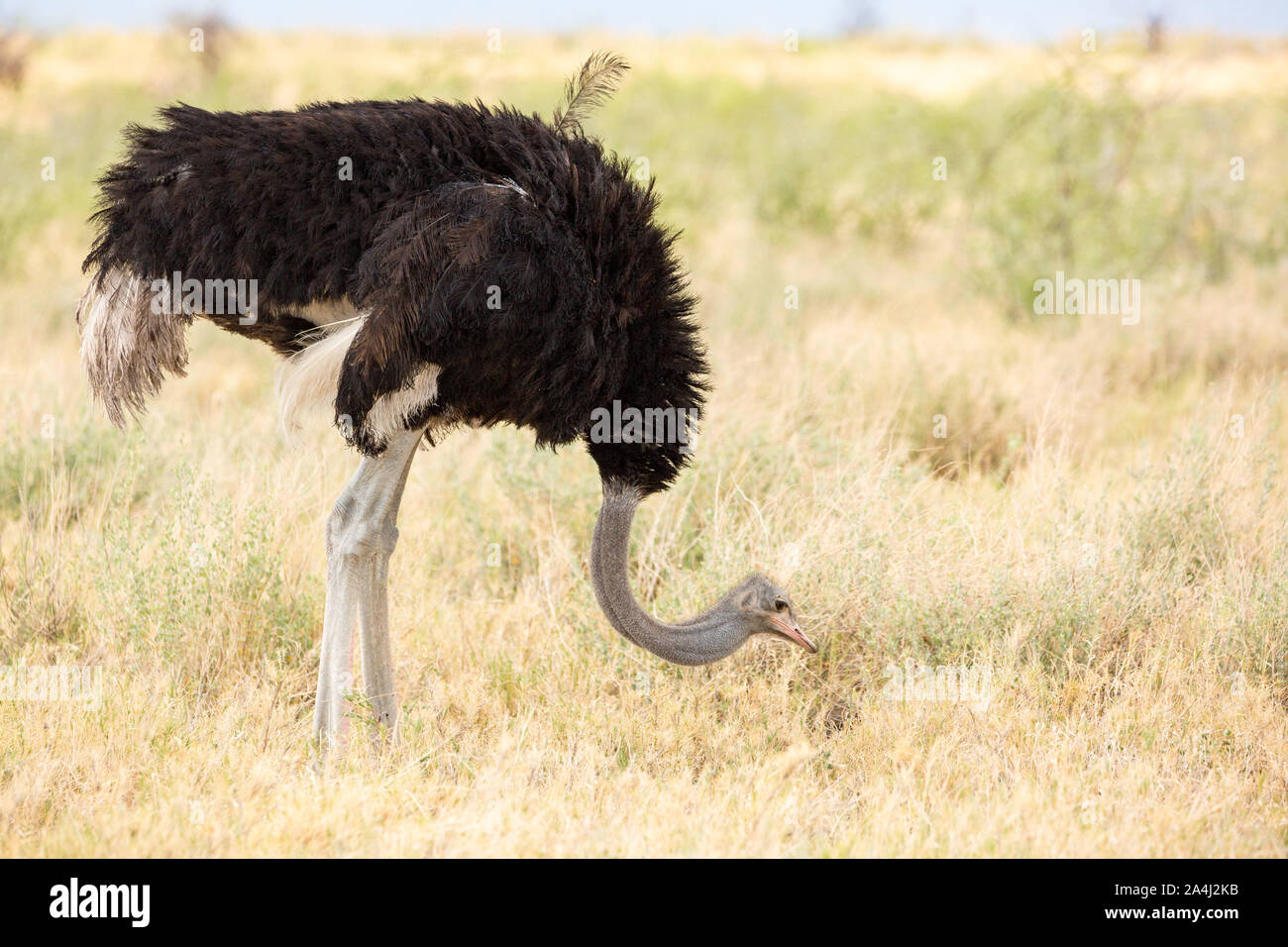 Male ostrich standing in the grass and grazing, Etosha, Namibia, Africa ...