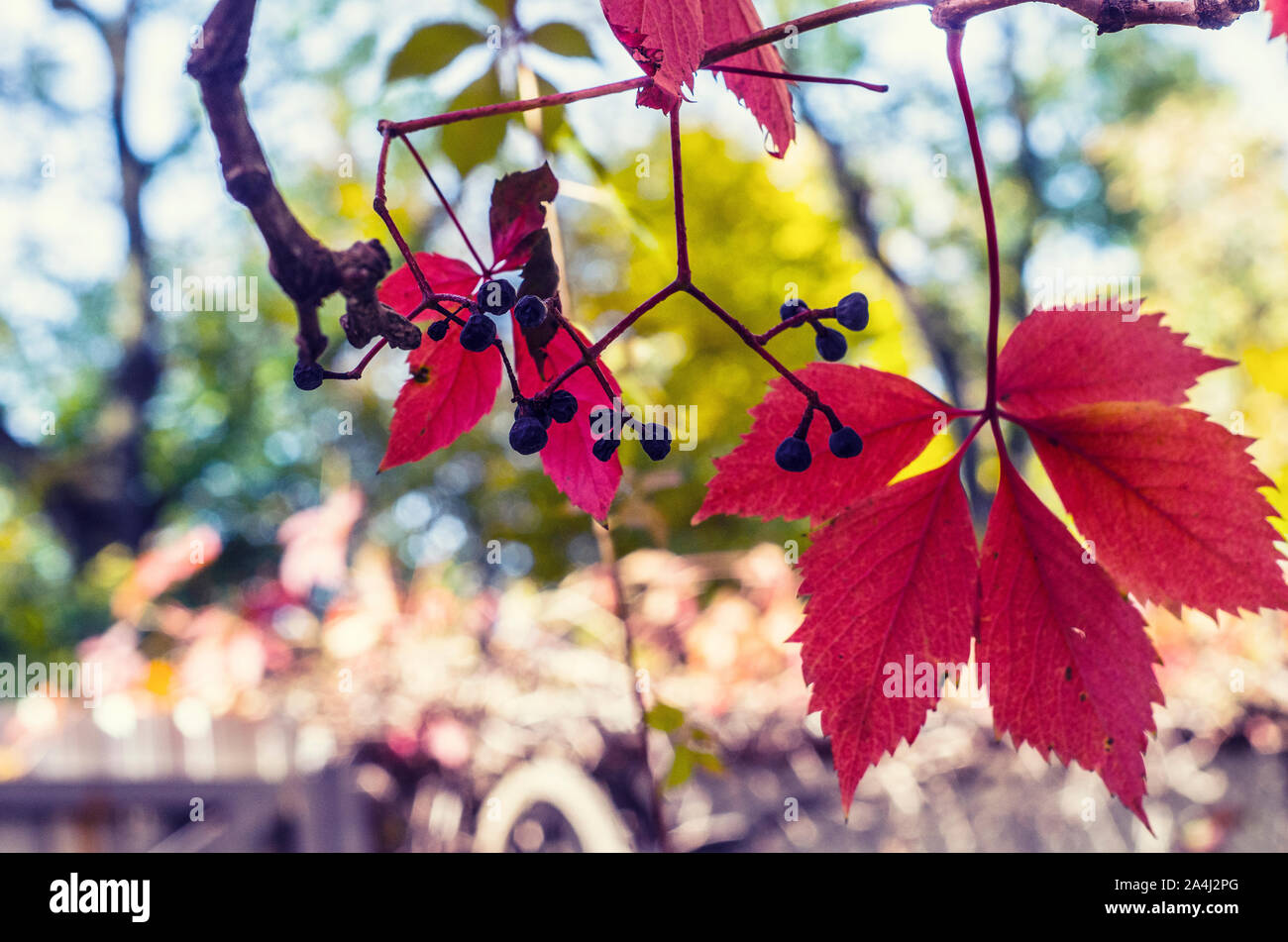 Wild grapes with red leaves on blurred background. Photo of autumn ...