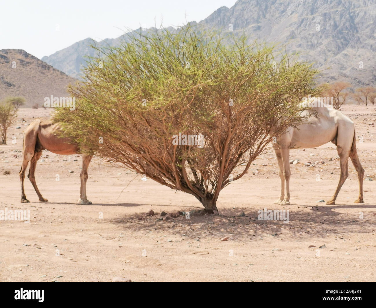 Saudi Arabia Desert Camel High Resolution Stock Photography and Images ...