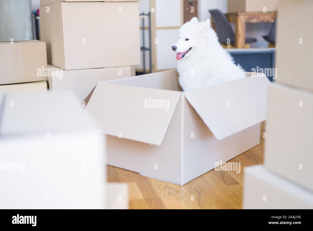 Cute white dog inside cardboard box at new home Stock Photo - Alamy