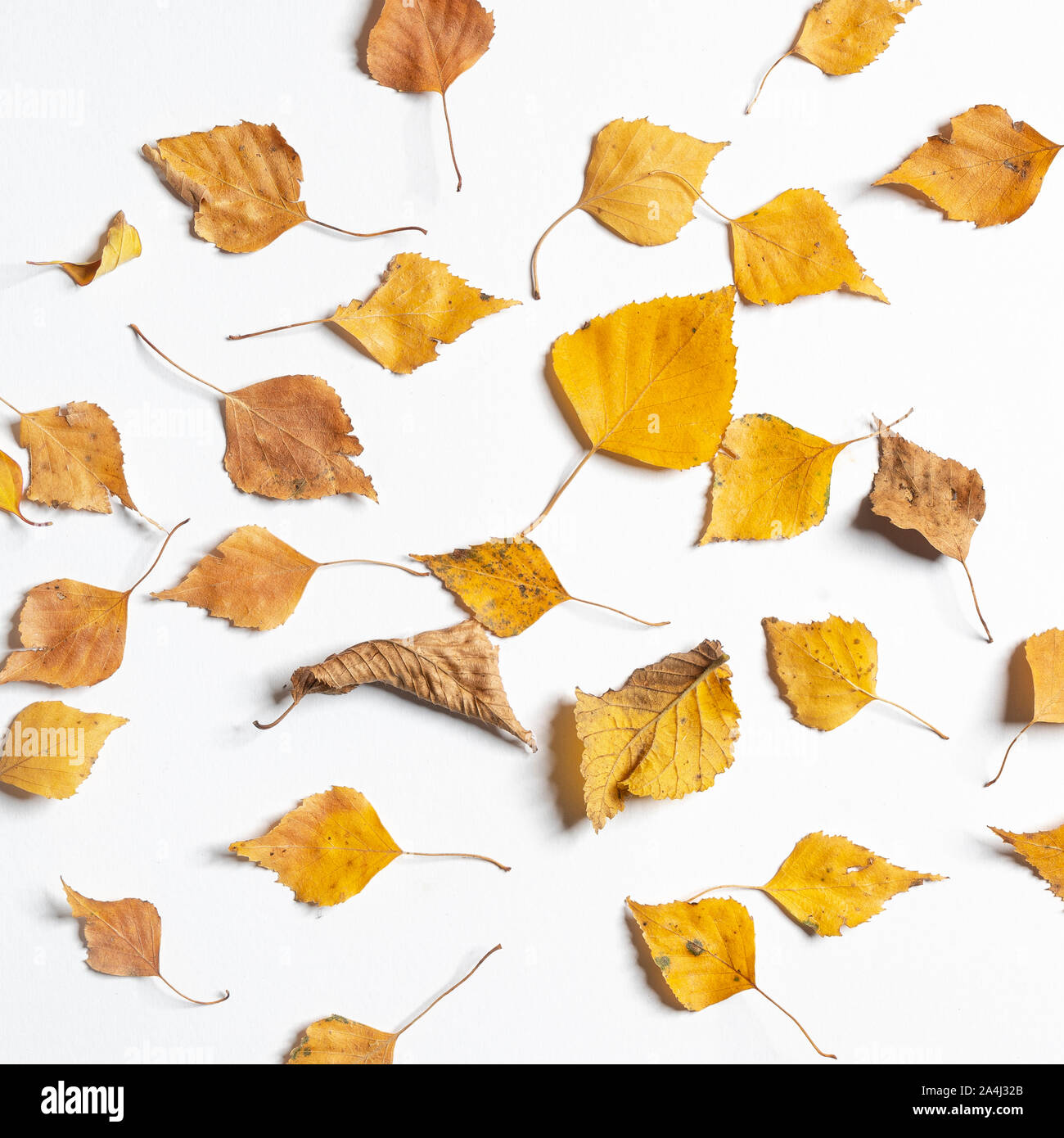 Old dry leaves surface texture hi-res stock photography and images - Alamy