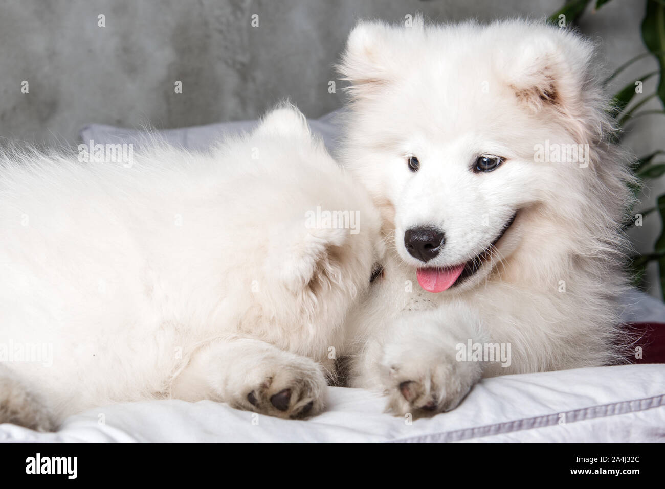 Two samoyed dogs puppies in the red bed on bedroom background Stock ...