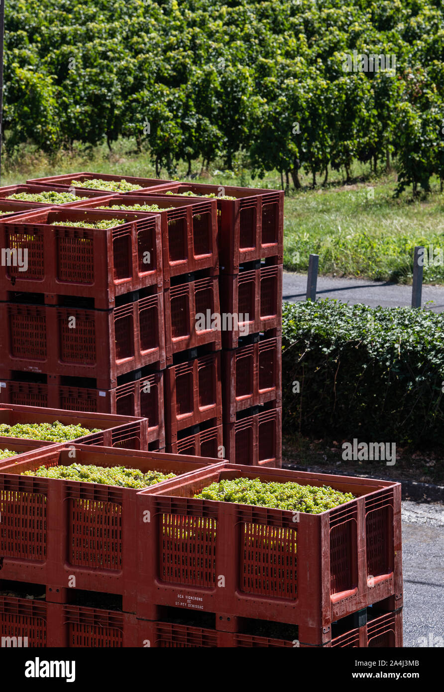 RECEPTION IN INDUSTRIAL CELLAR OF THE HARVESTING OF WHITE GRAPES FOR ...