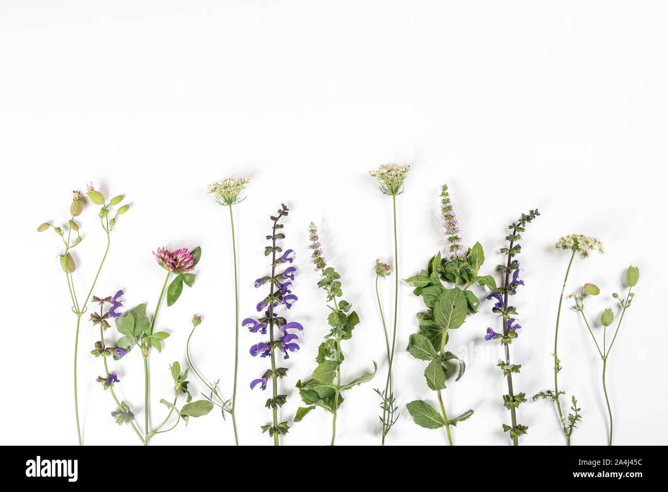 Surface wild plant hi-res stock photography and images - Alamy