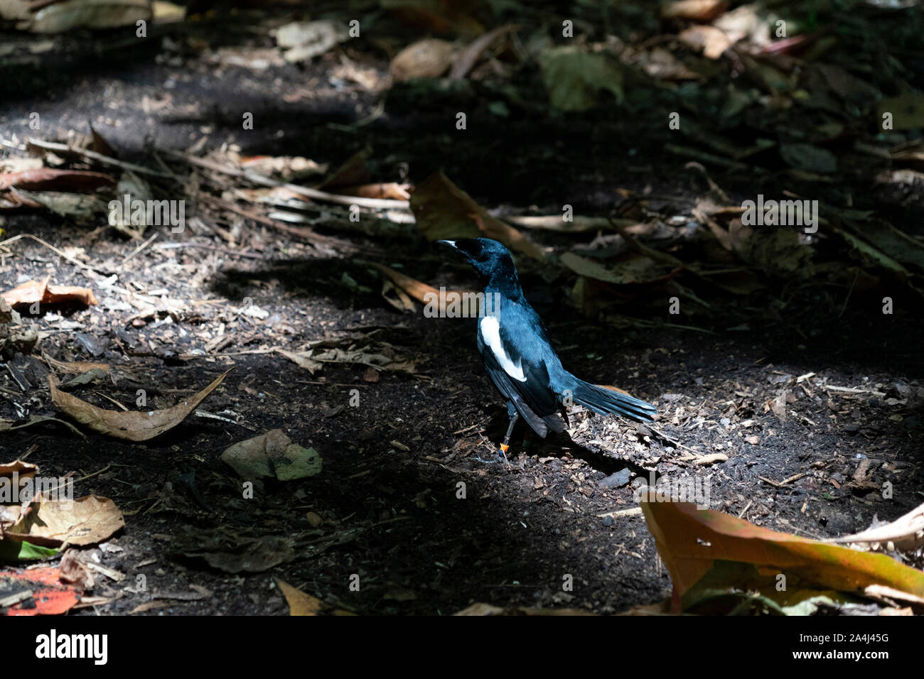 Endemic Magpie Robin bird cousin island seychelles preparing nest on ...
