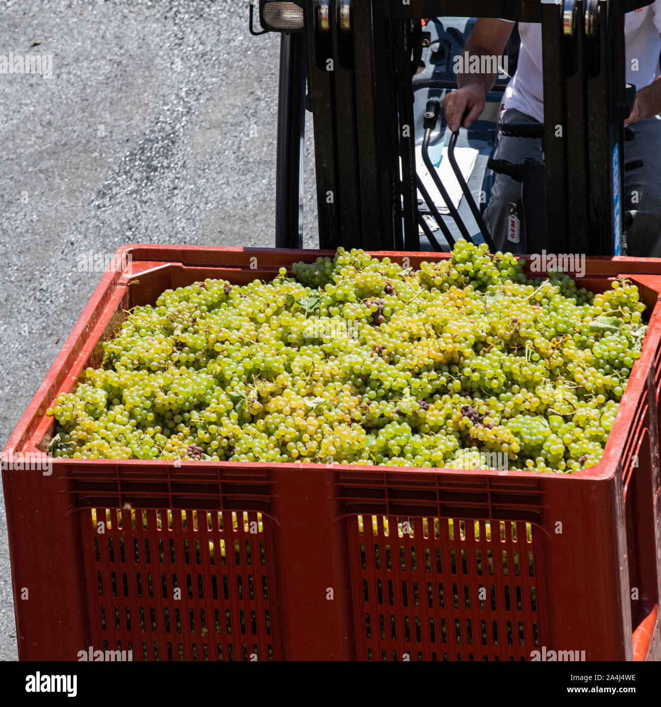 RECEPTION IN INDUSTRIAL CELLAR OF THE HARVESTING OF WHITE GRAPES FOR ...