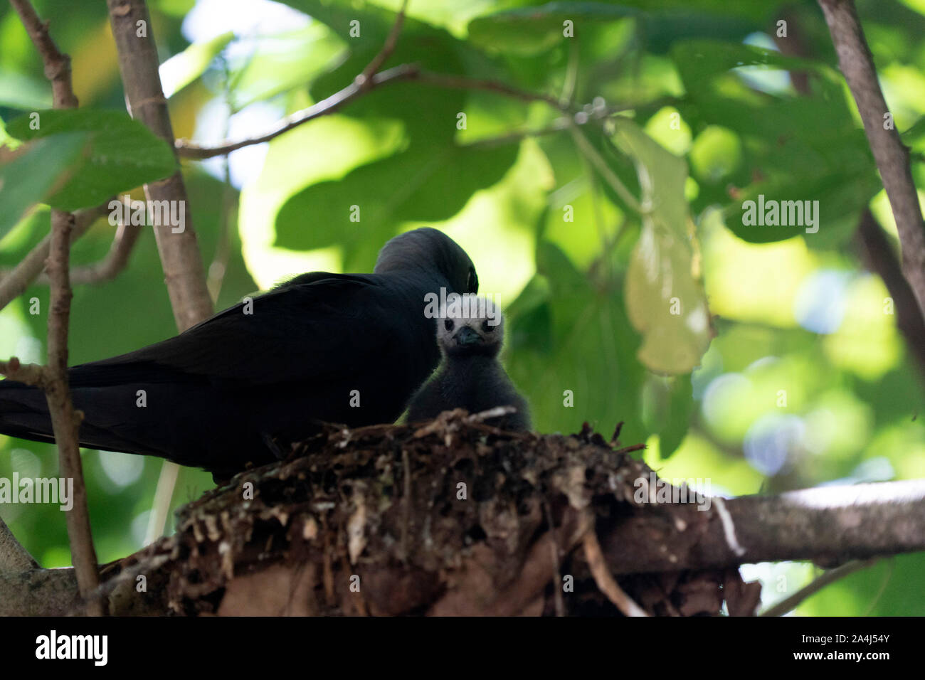 brown noddy bird cousin island seychelles on its nest Stock Photo - Alamy