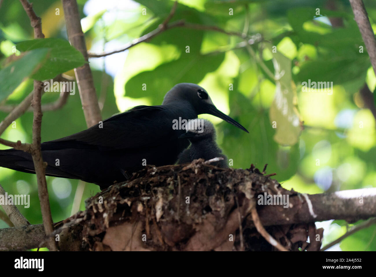 brown noddy bird cousin island seychelles on its nest Stock Photo - Alamy